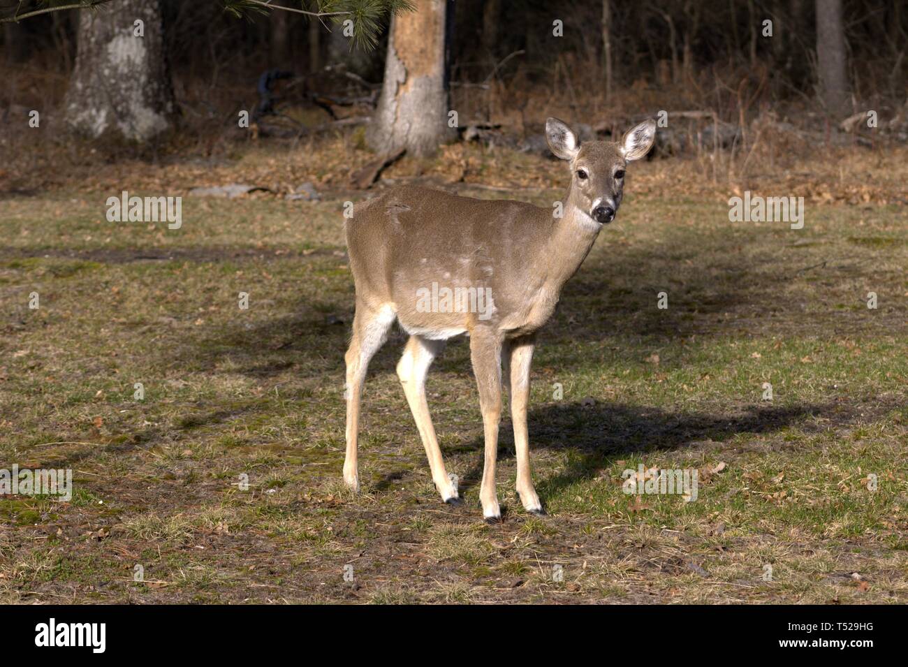 Pregnant doe High Resolution Stock Photography and Images - Alamy