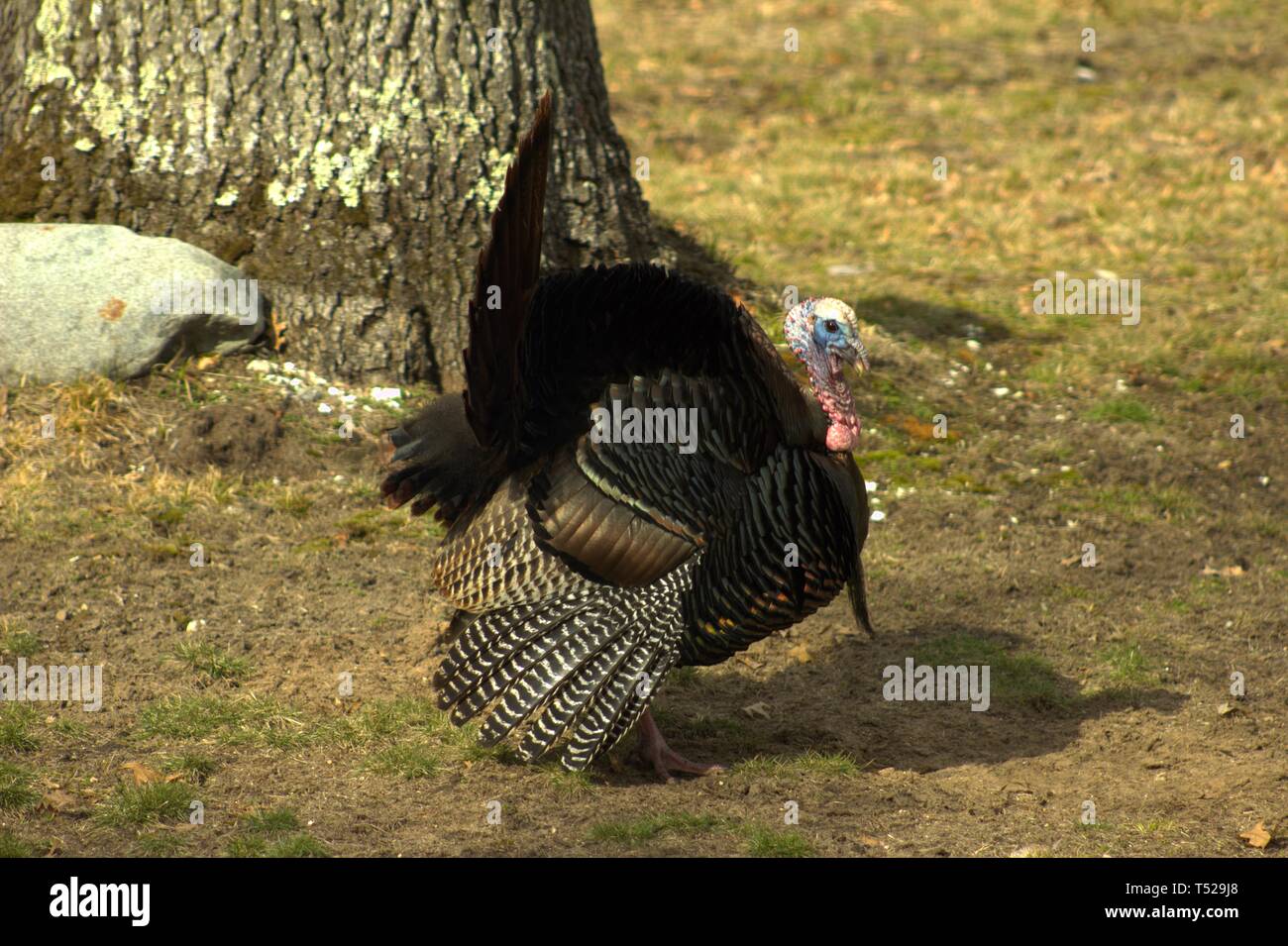 A Tom Turkey In Full Display Stock Photo - Alamy