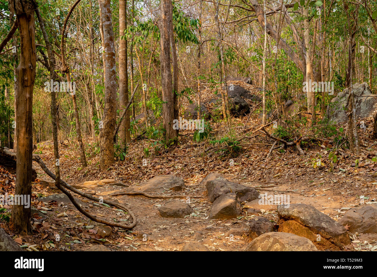 Very dry Forest near Chayaphum, Thailand, in March, drought in dry ...