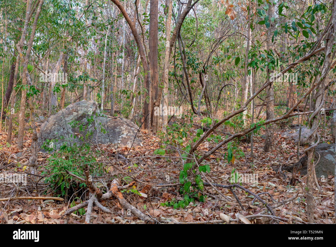 Very dry Forest near Chayaphum, Thailand, in March, drought in dry ...