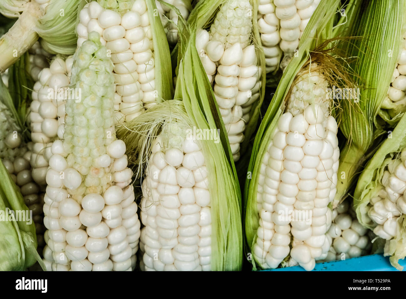 Stacks of white sweet corn cobs hi-res stock photography and images - Alamy