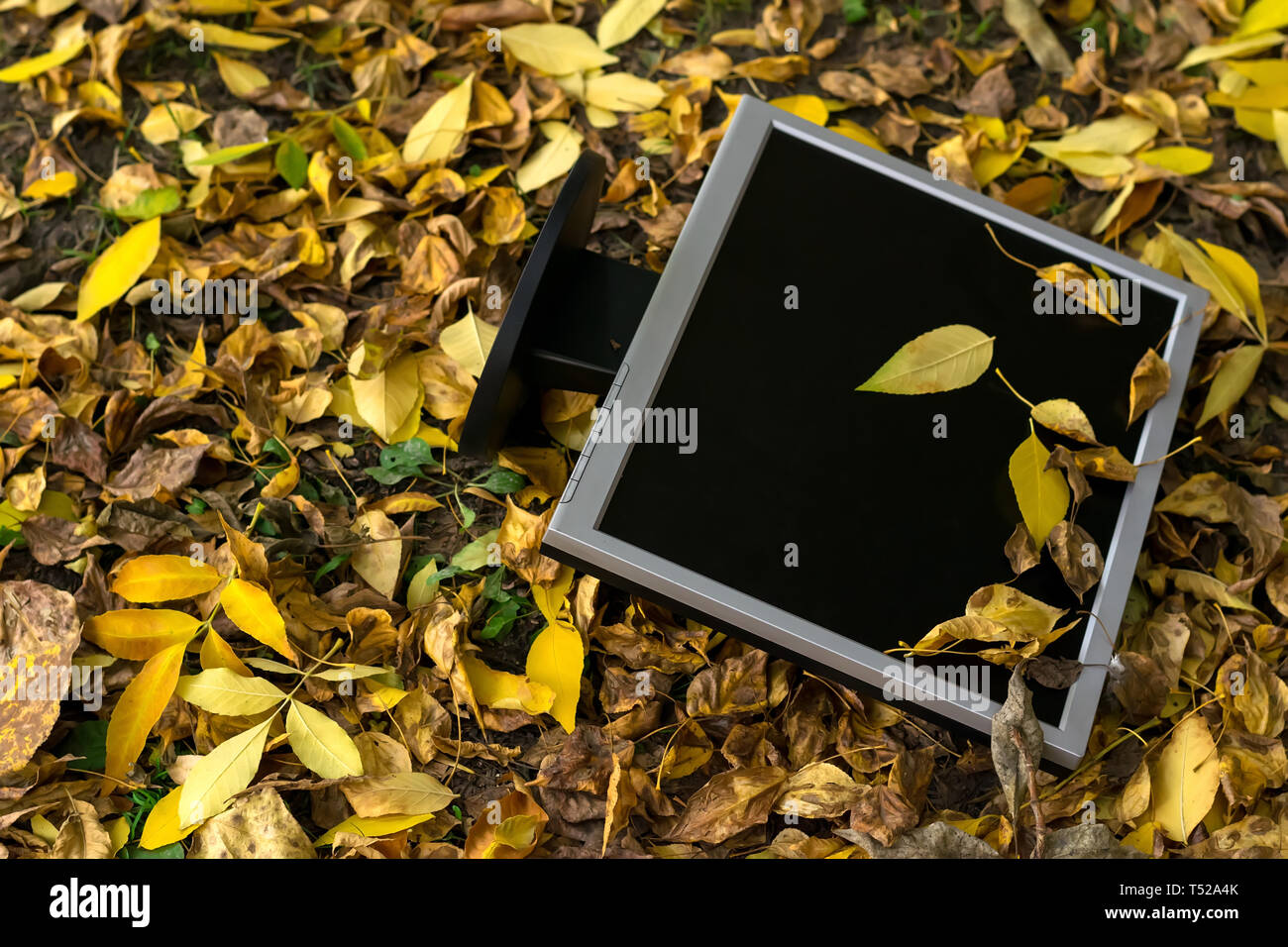 Monitor from the computer is lies on the autumn yellow foliage in the ...