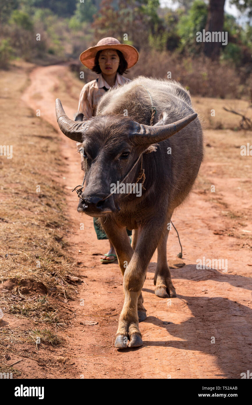 Shan girl walking with a water buffalo on a track near Kalaw, Shan ...