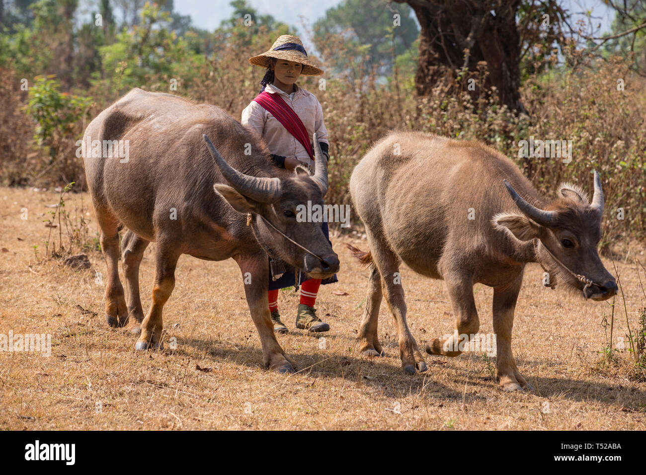 Shan girl walking with two water buffalo on a track near Kalaw, Shan ...