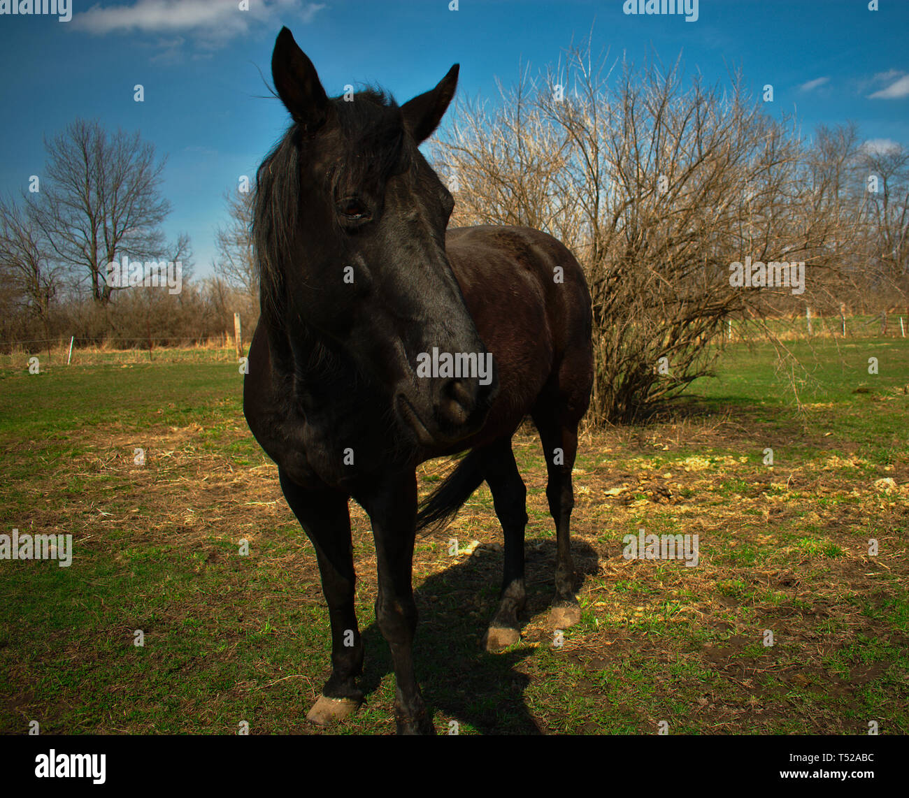 Tennessee walker hi-res stock photography and images - Alamy