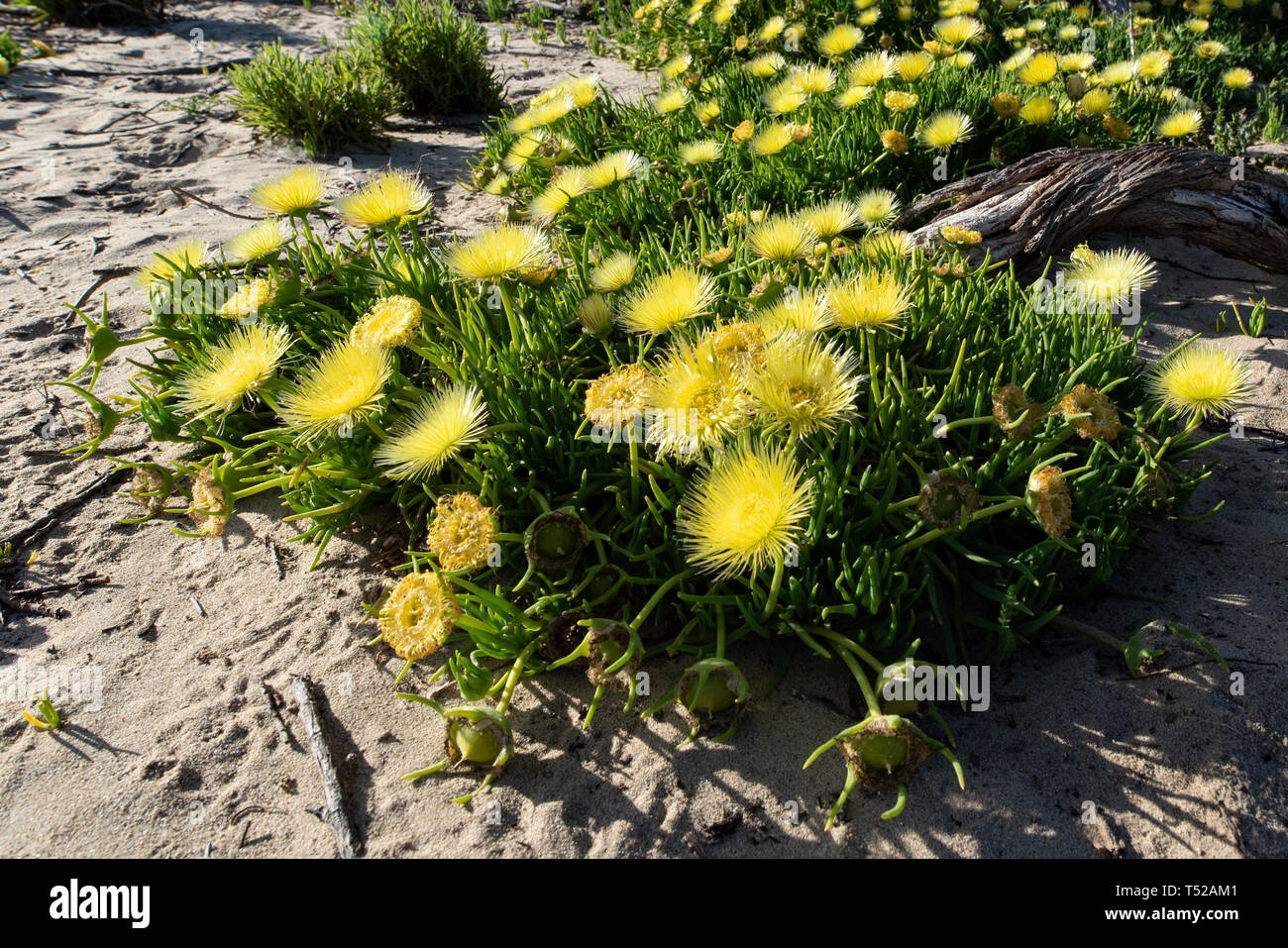 Oso flaco state park hi-res stock photography and images - Alamy