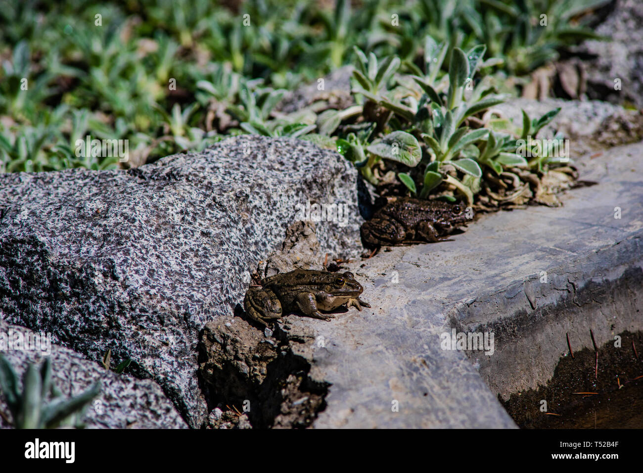 Frog border hi-res stock photography and images - Alamy