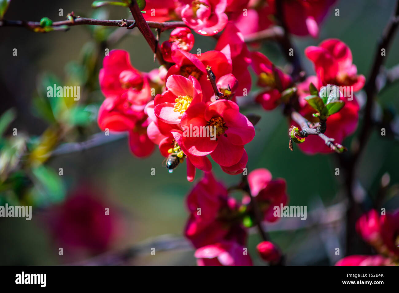 Blooming of Chaenomeles japonica (Japanese flowering quince) in a ...