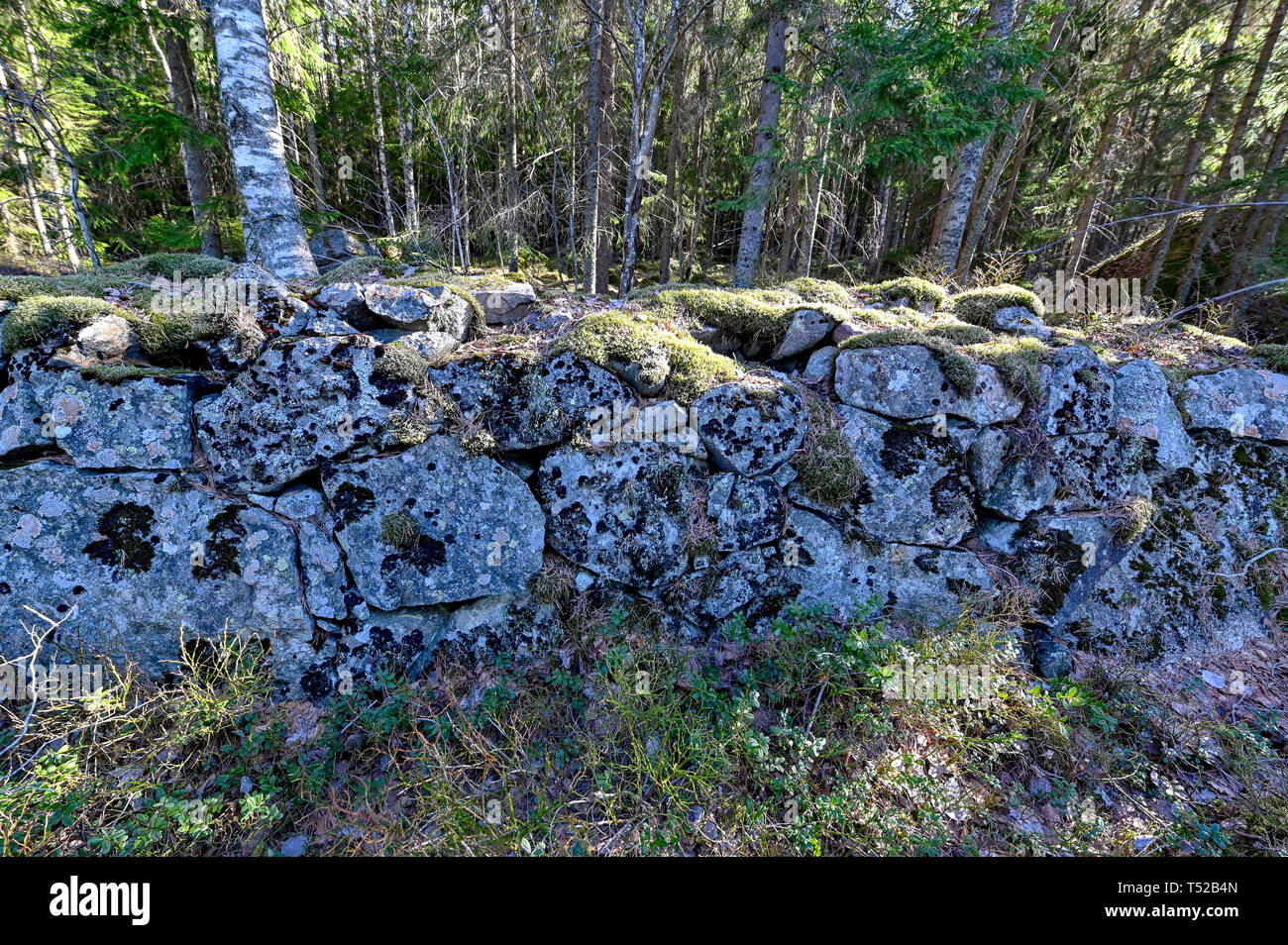old stonewall covered in moss in Swedish forest Stock Photo - Alamy