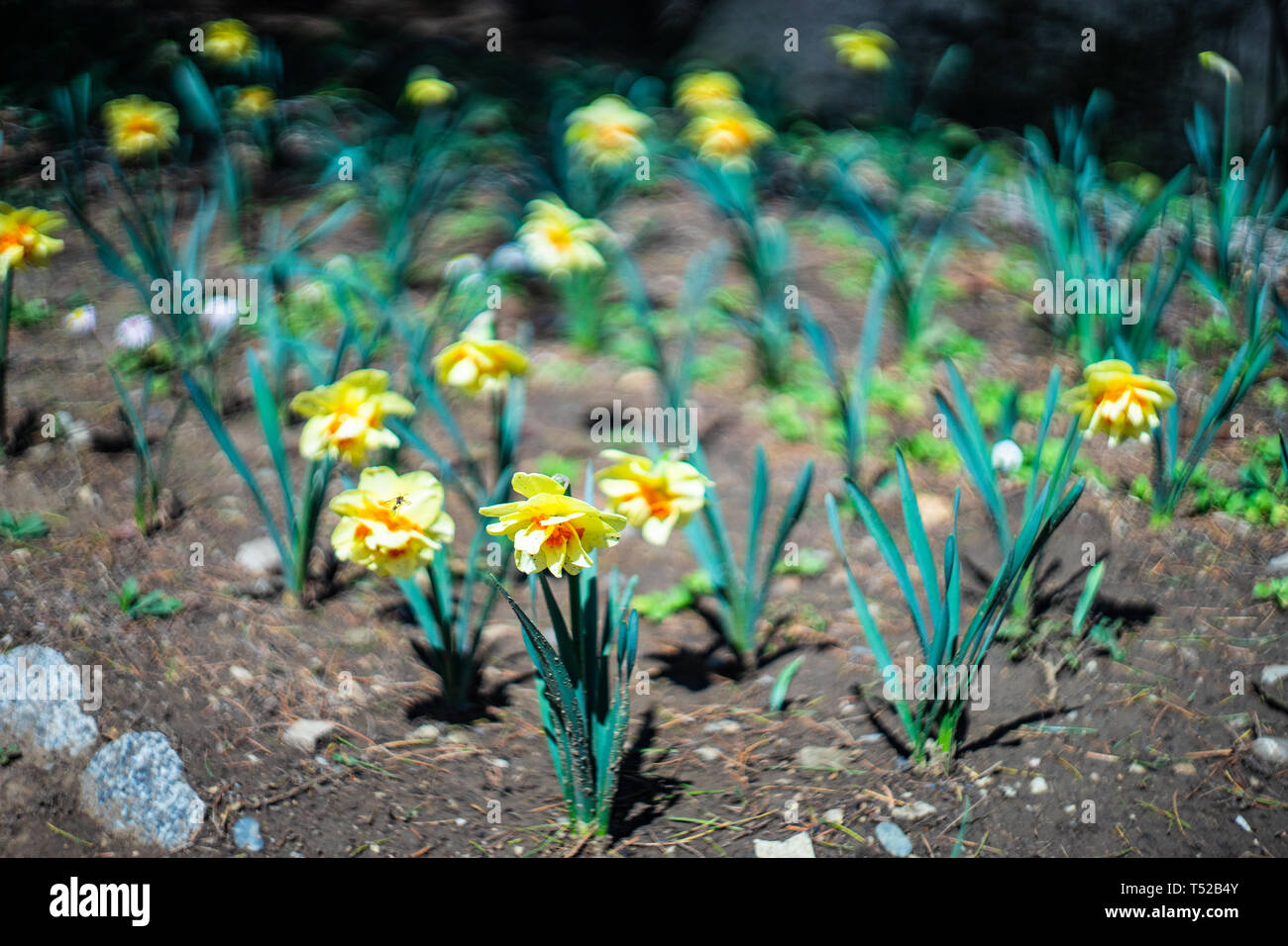 The bud of daffodils flower in the spring garden Stock Photo - Alamy