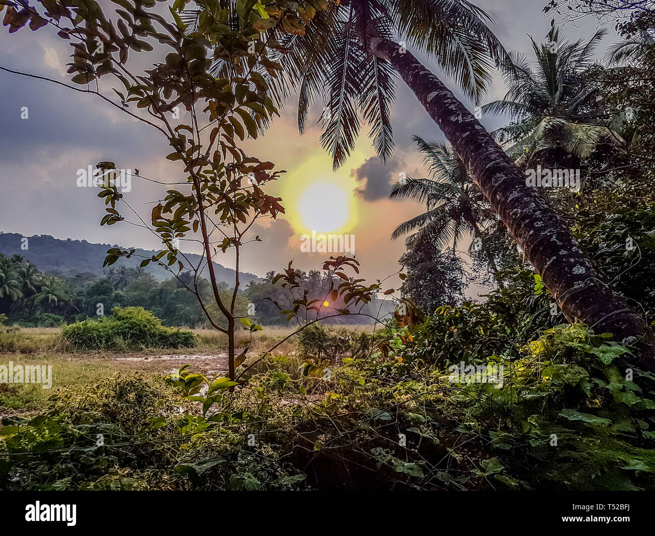 Rice Paddy Fields, Coconut Trees Sunset in Goa Stock Photo - Alamy