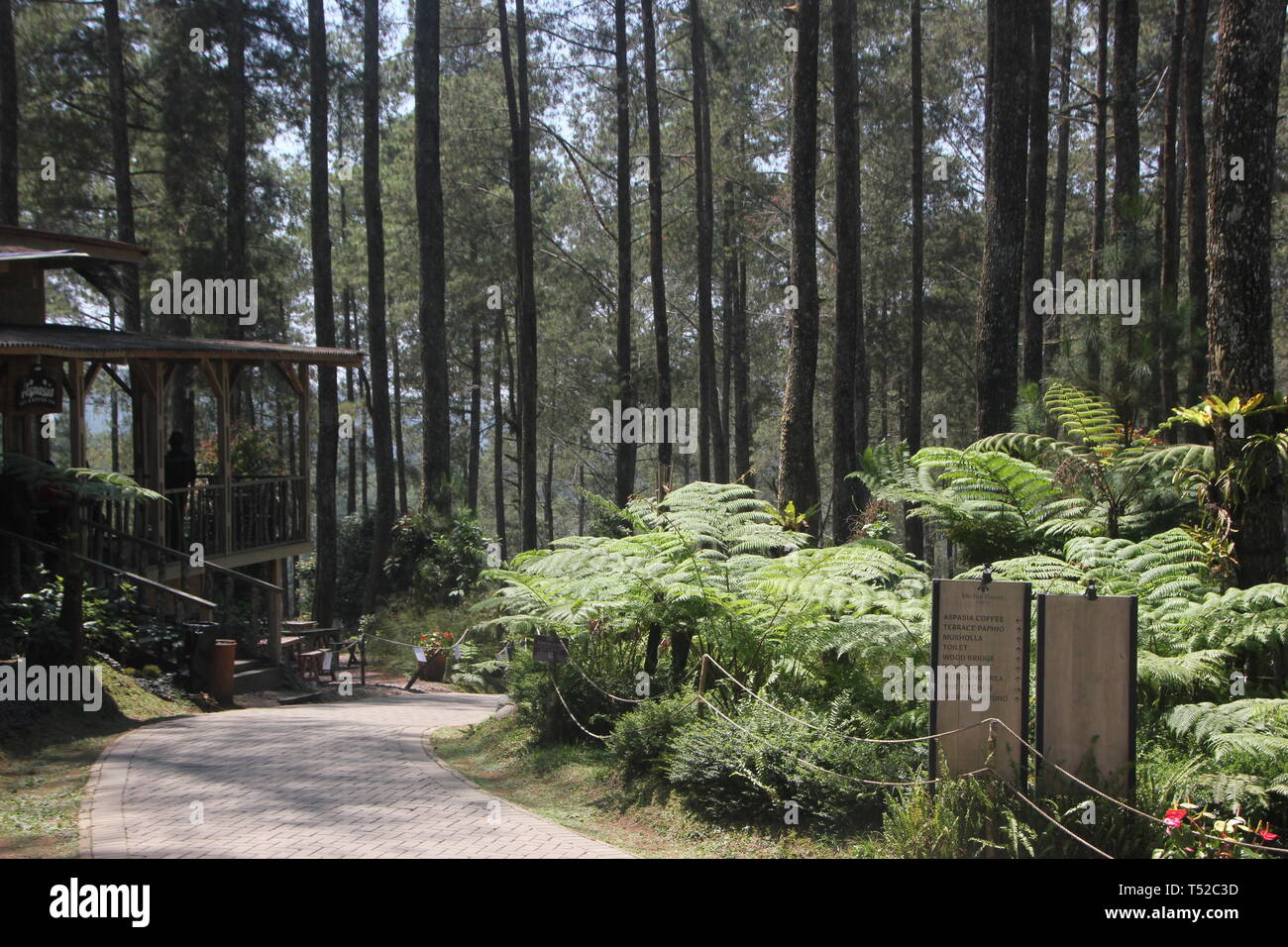 orchid forest at Bandung city Stock Photo - Alamy