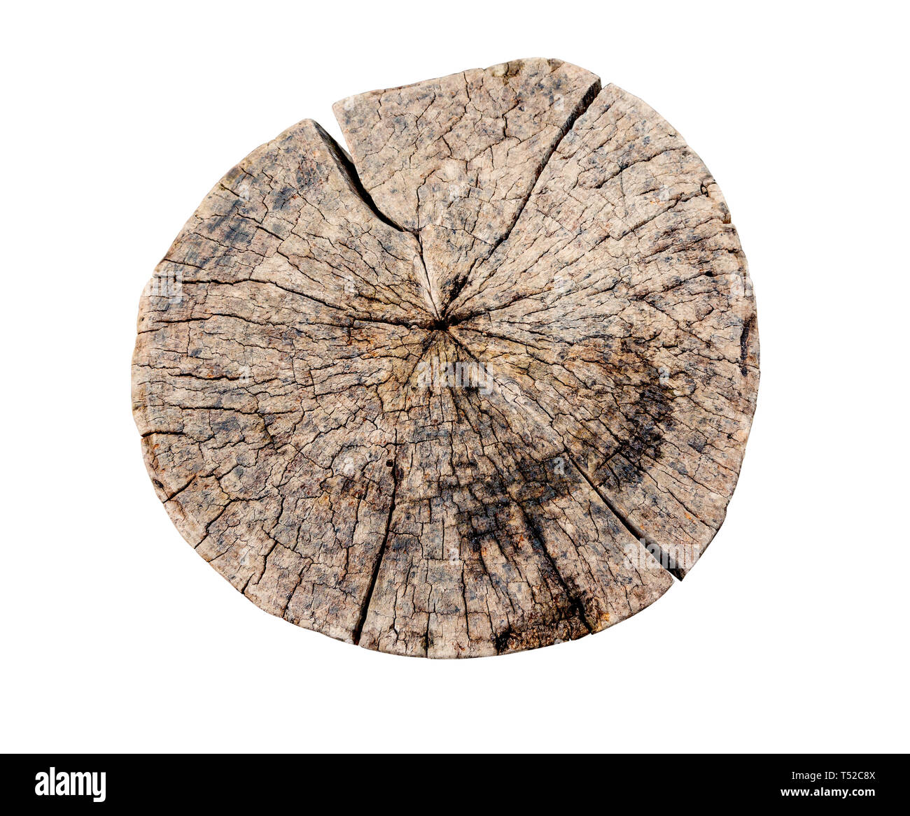 Cross section of tree trunk on white background.With clipping path ...