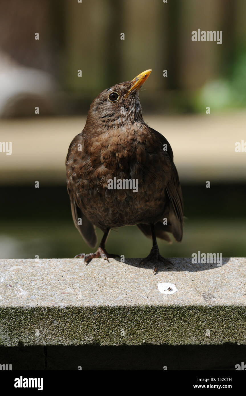 Female common blackbird Stock Photo - Alamy