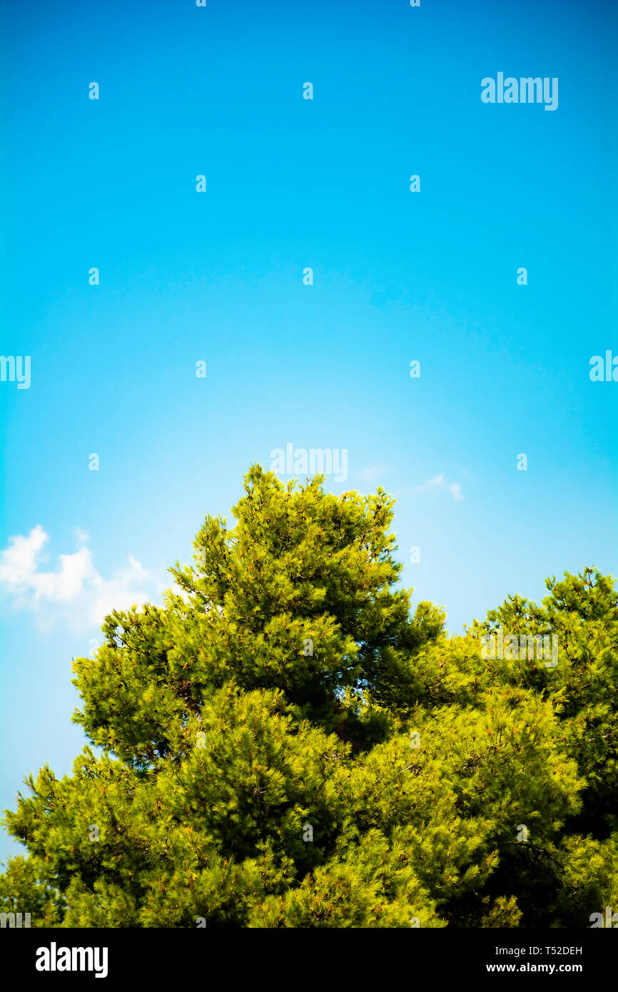 Vertical background of pine evergreen tree against blue sky Stock Photo ...
