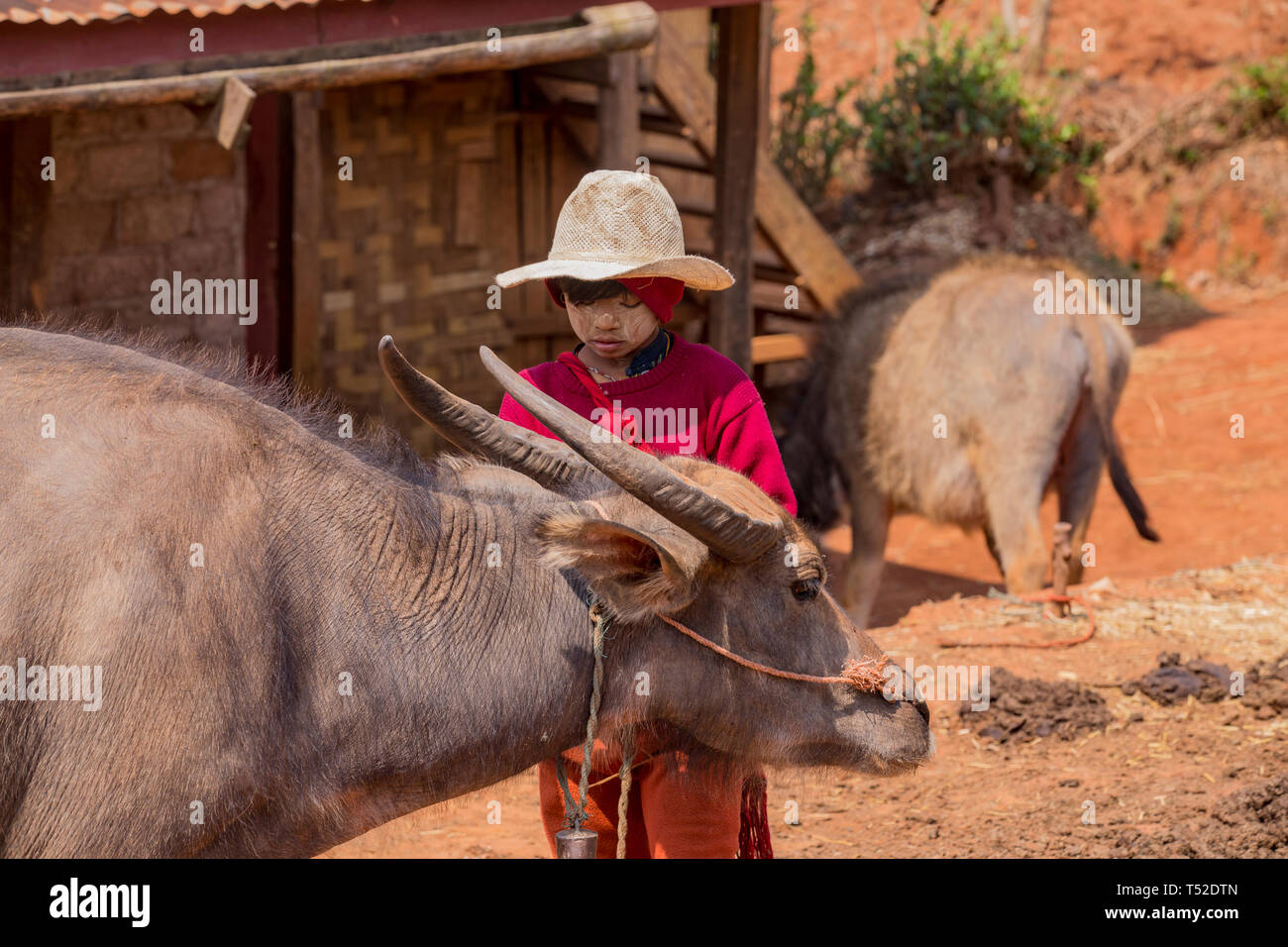 Shan girl tending her water buffalo in a village on the trek from Kalaw ...