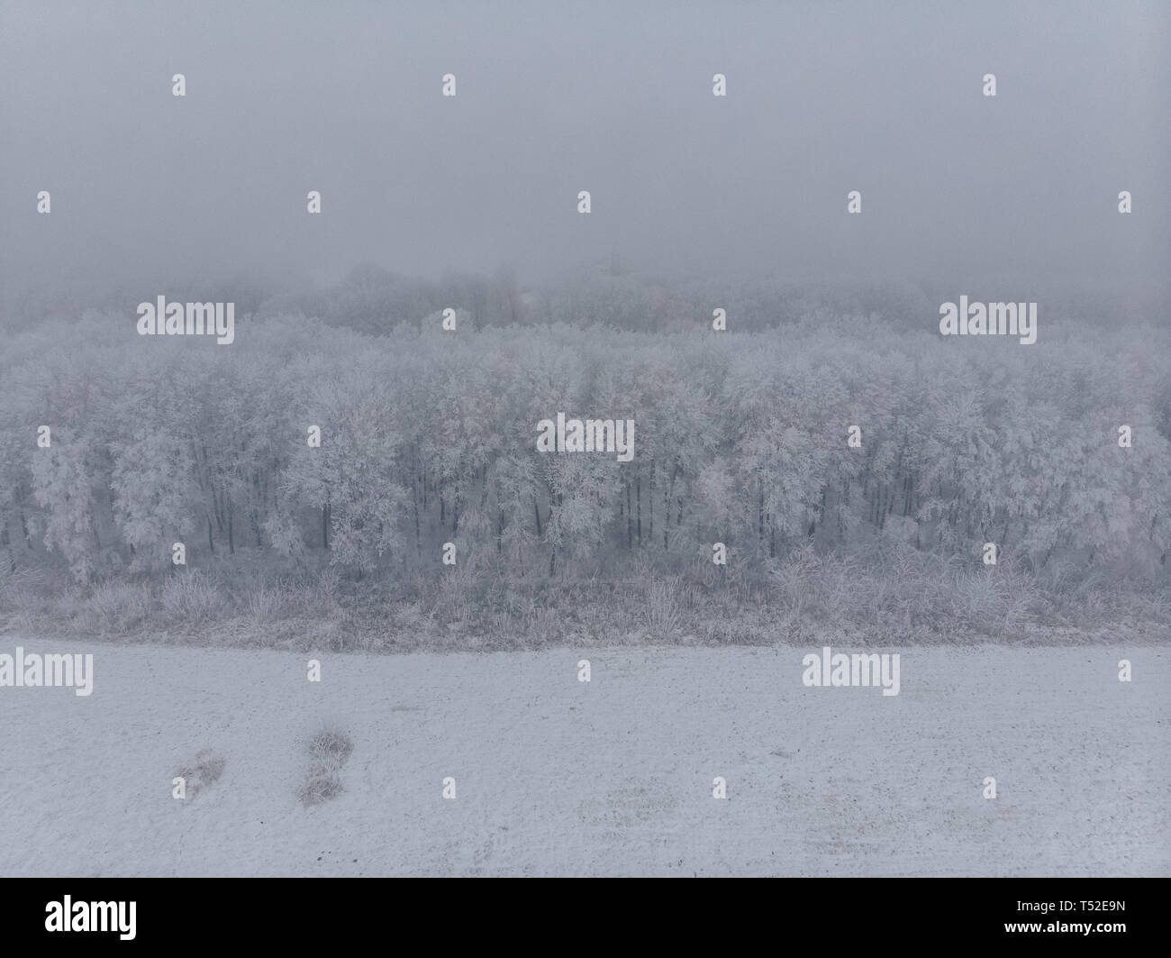 Field and white frozen trees in fog in winter, aerial view from the ...