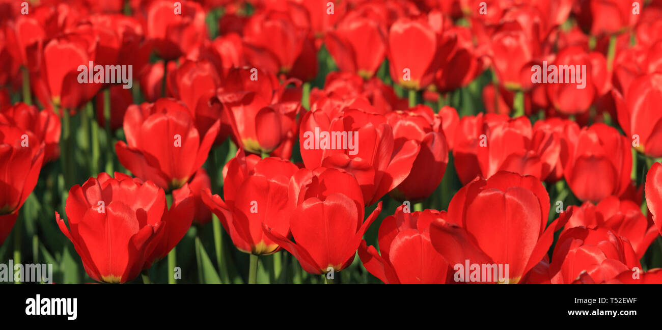 Red Tulip at Spring Stock Photo - Alamy
