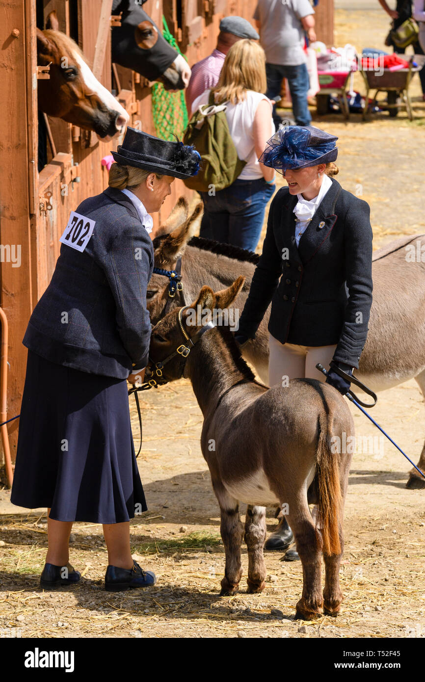 Handlers (entrants in equestrian completion) prepare animals (donkey ...
