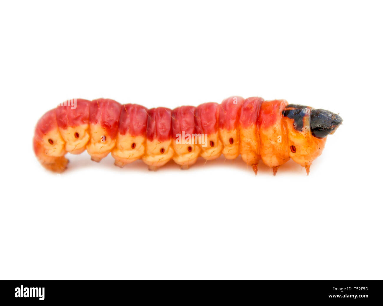 Beetle larva isolated on white background Stock Photo - Alamy