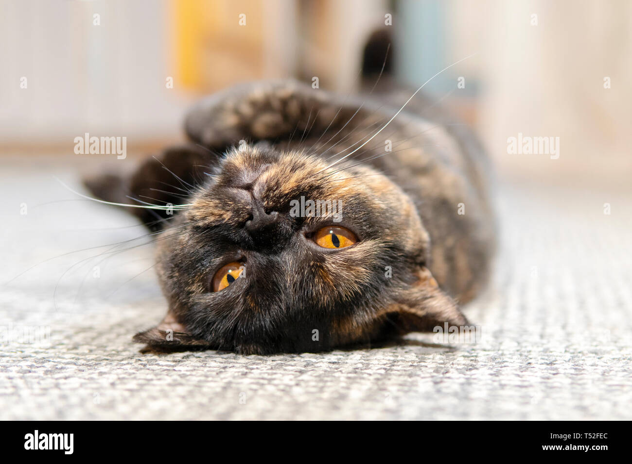 Cat head turned back hi-res stock photography and images - Alamy