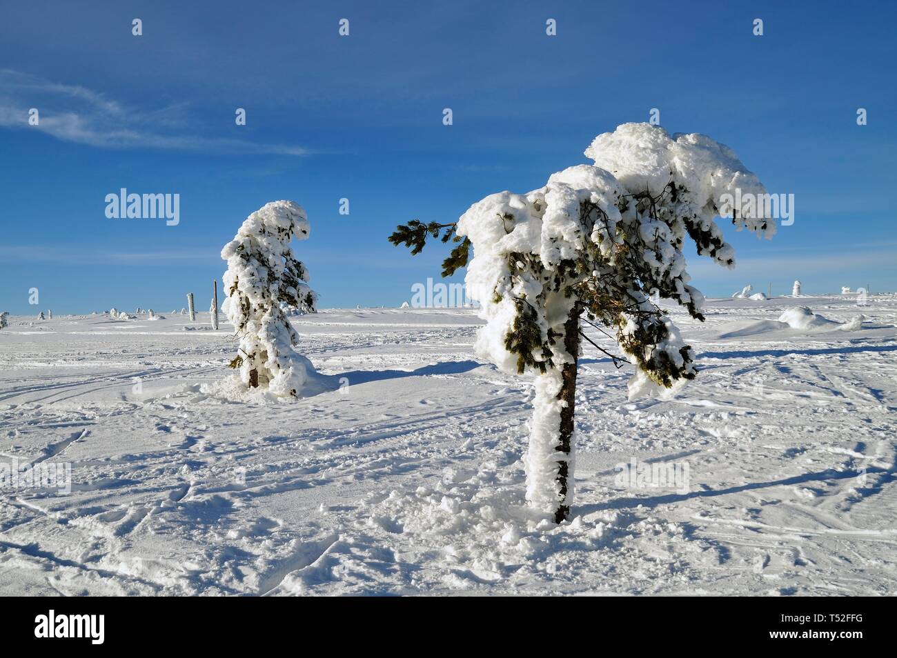 Fir trees covered in snow on Swedish mountain Stock Photo - Alamy