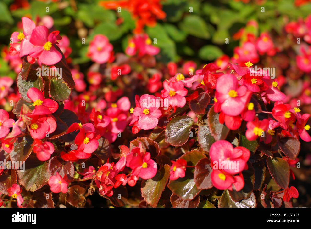 red little flowers Stock Photo - Alamy