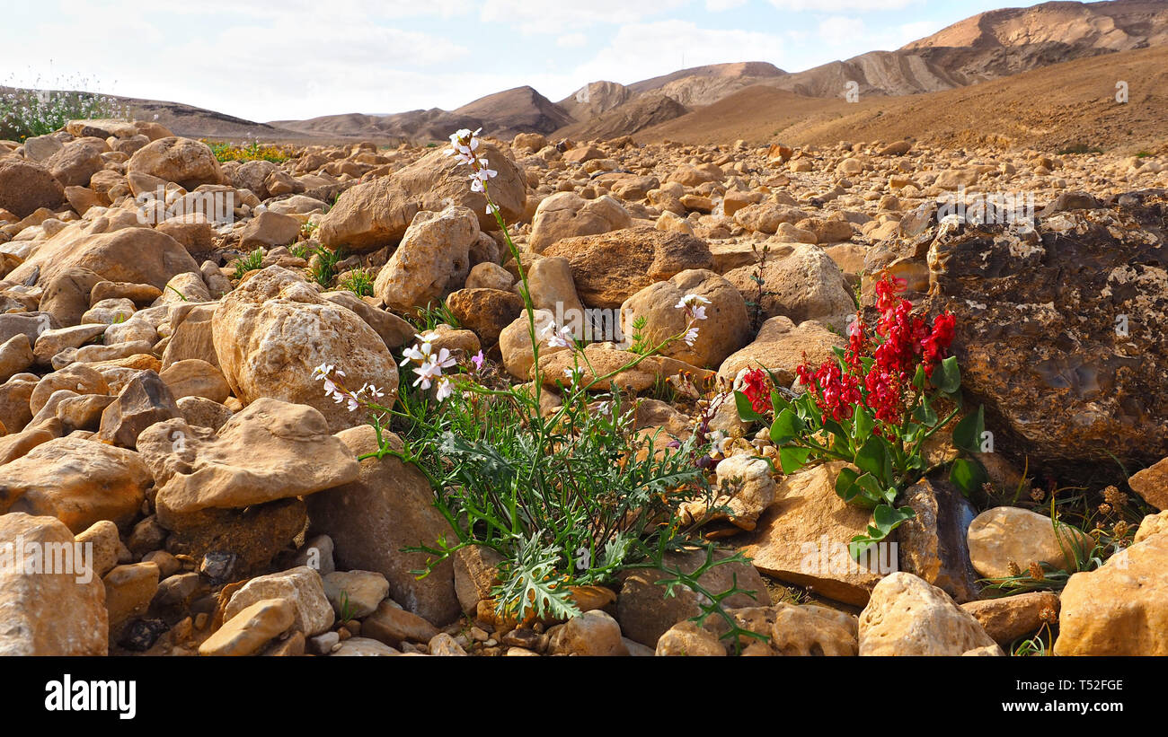 Negev flowers hi-res stock photography and images - Alamy