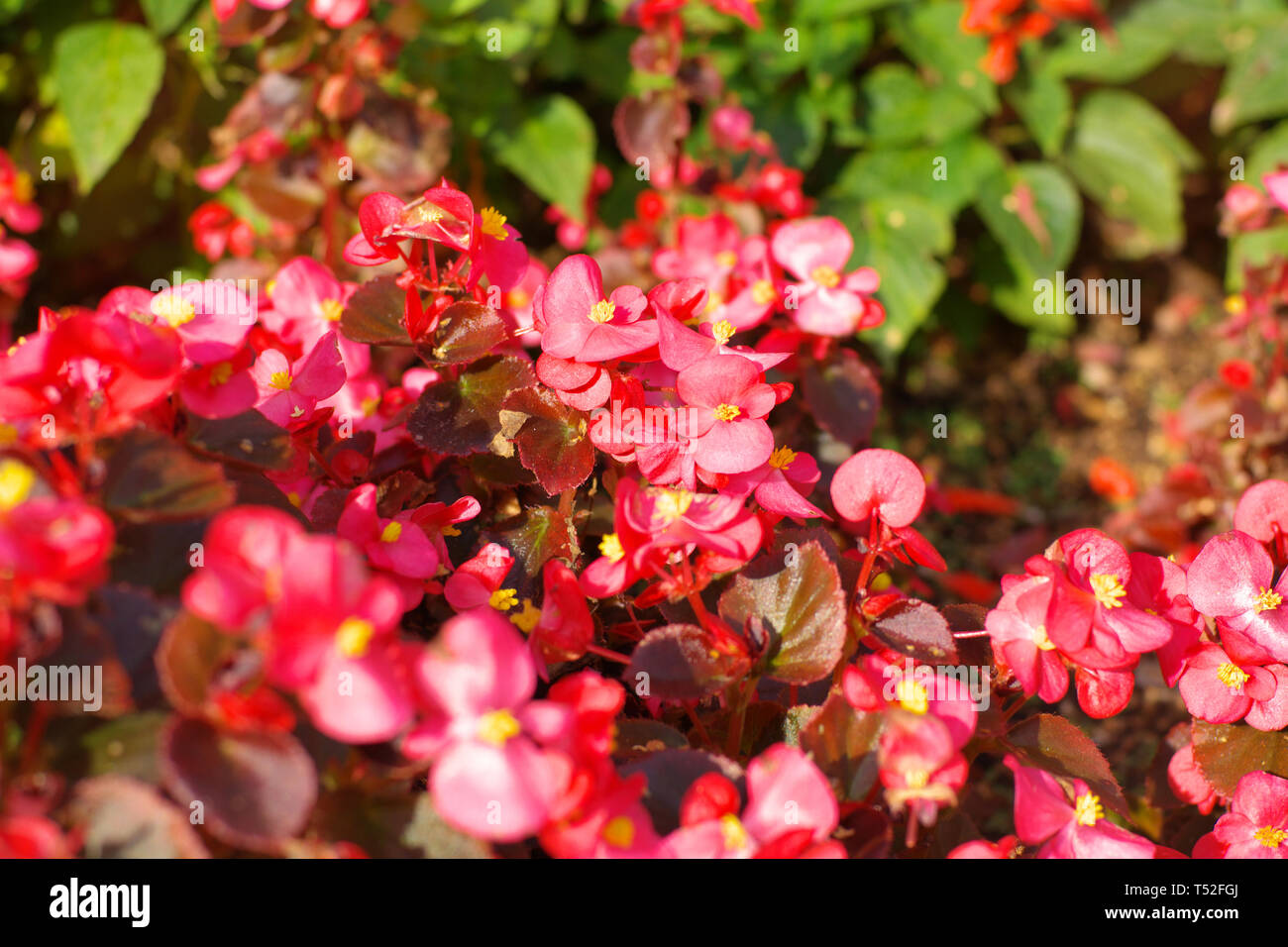 red little flowers Stock Photo - Alamy