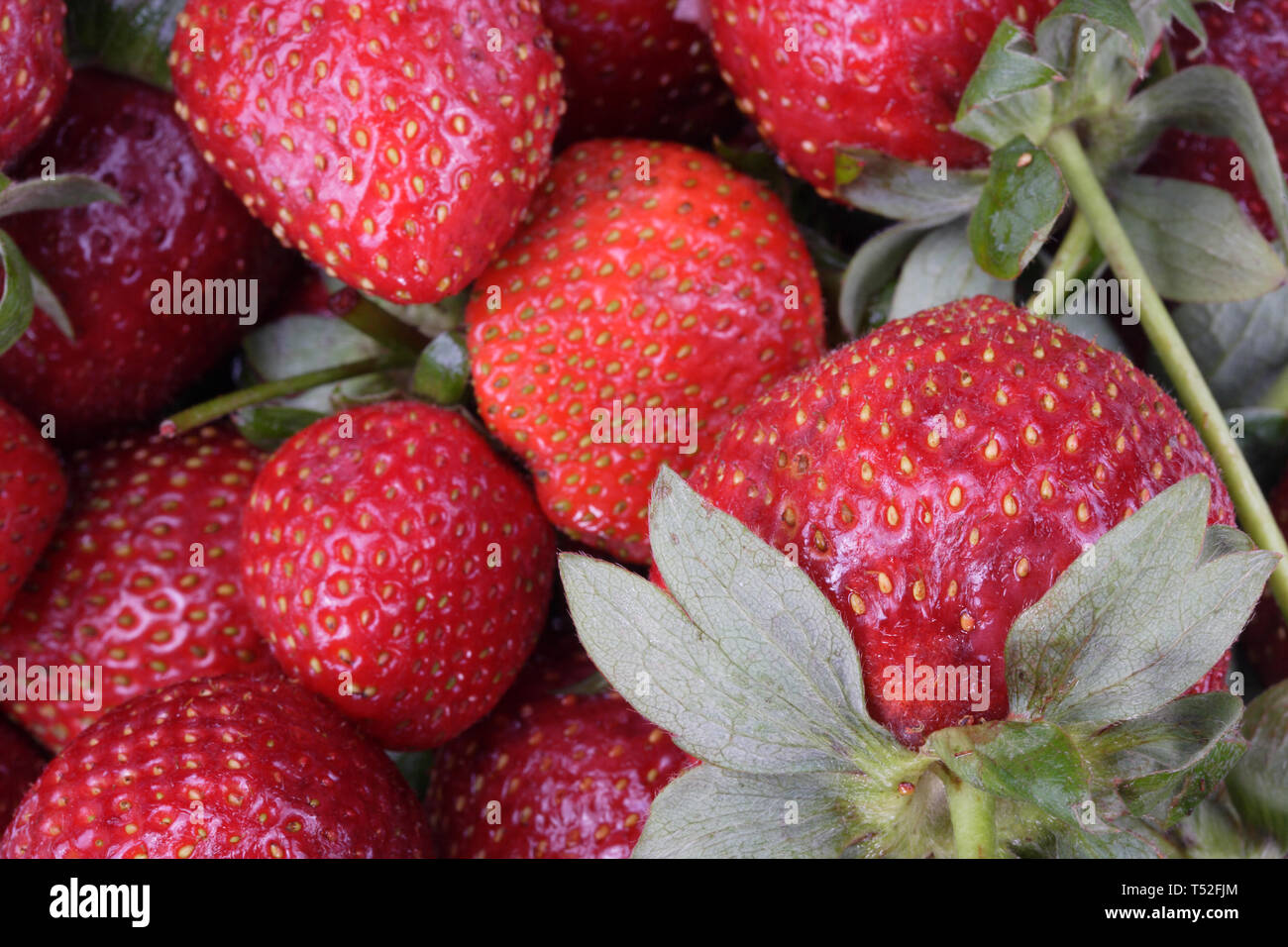 many raw red Strawberry Stock Photo - Alamy