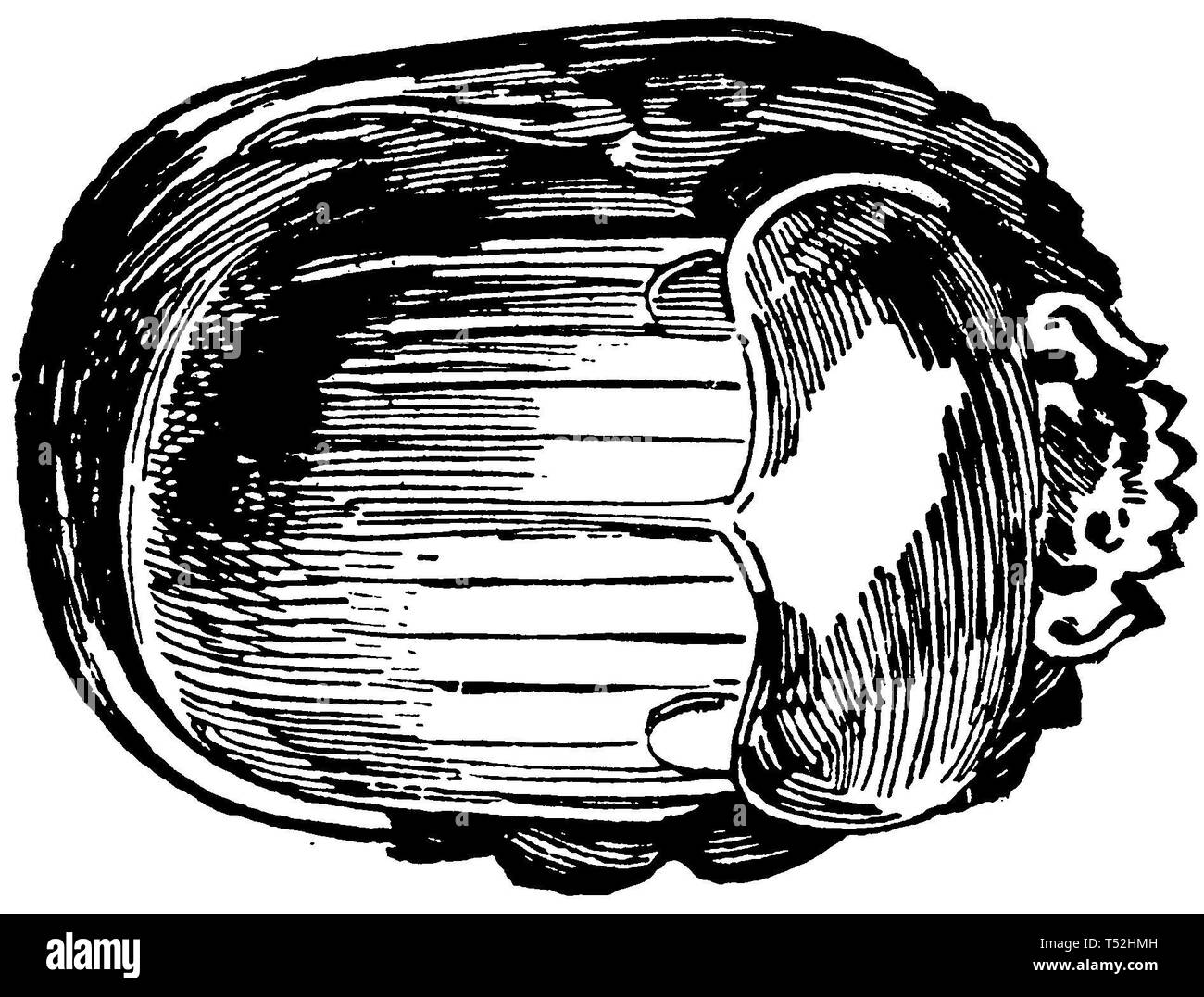 Scarabs Black and White Stock Photos & Images - Alamy