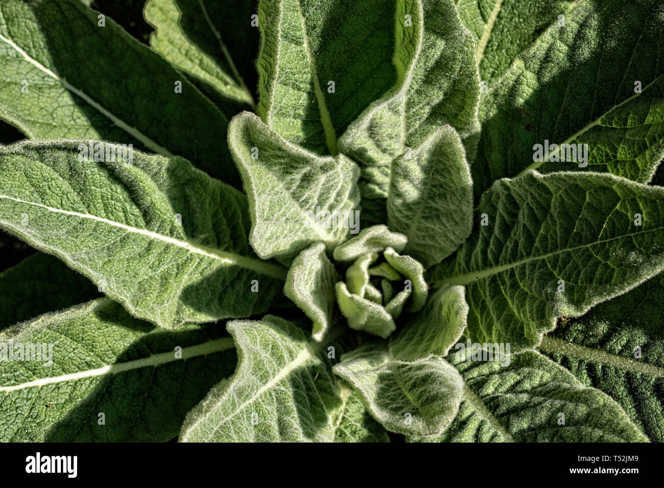 Silver green leaf plant in garden boarder Stock Photo - Alamy