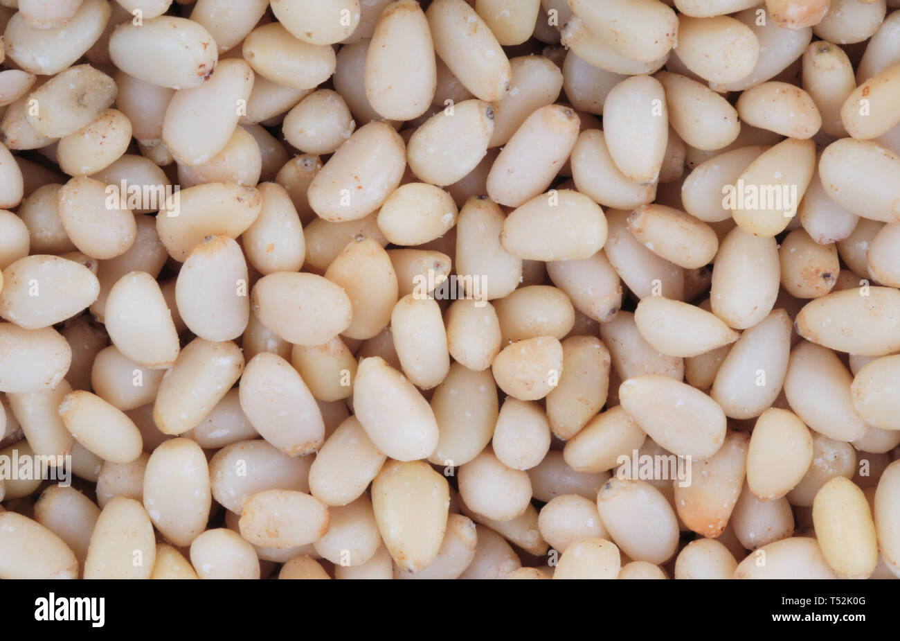 many cedar nut at day Stock Photo - Alamy