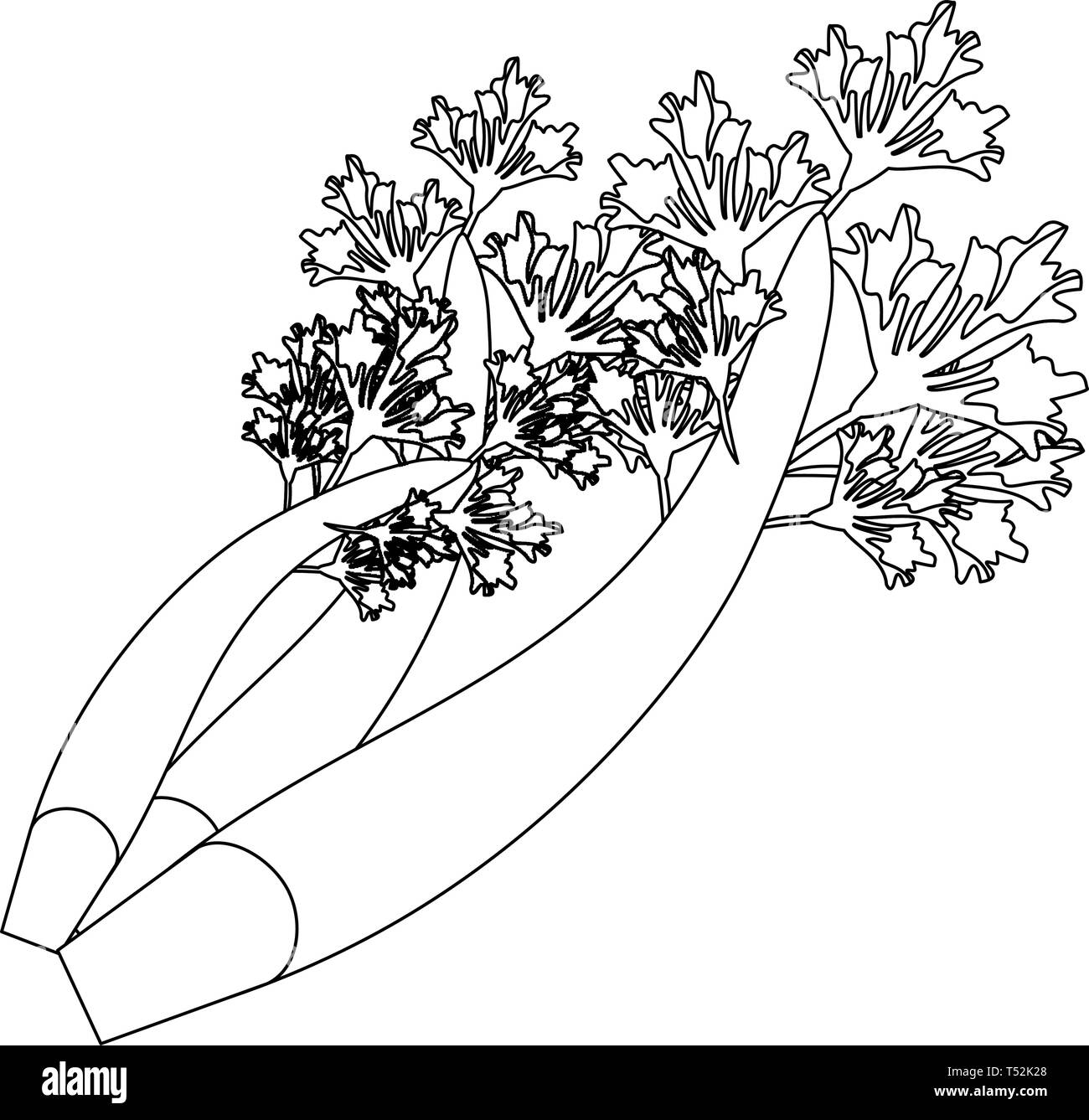 Coriander leaves fresh in black and white Stock Vector Image & Art - Alamy