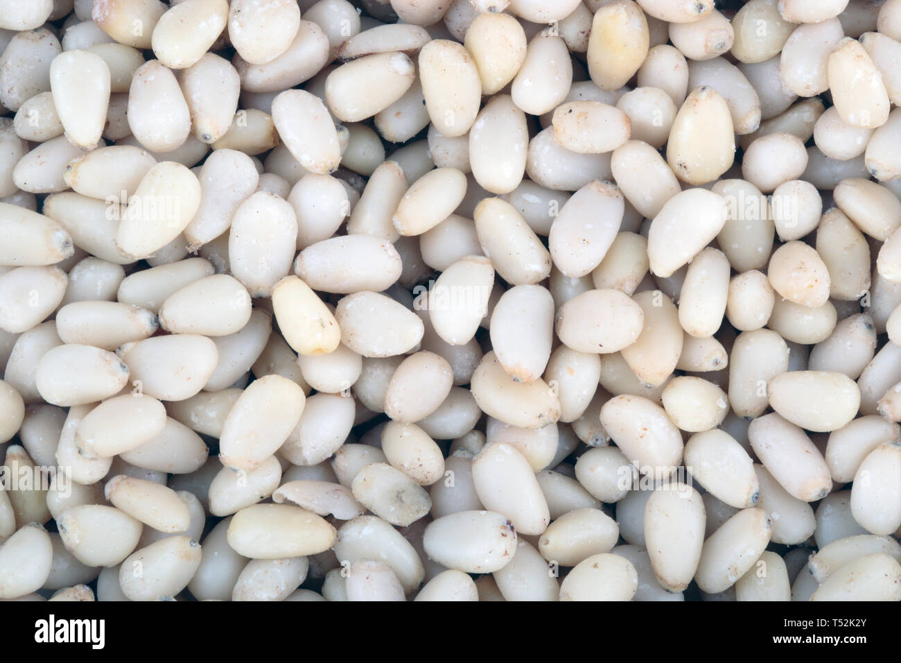 many cedar nut at day Stock Photo - Alamy