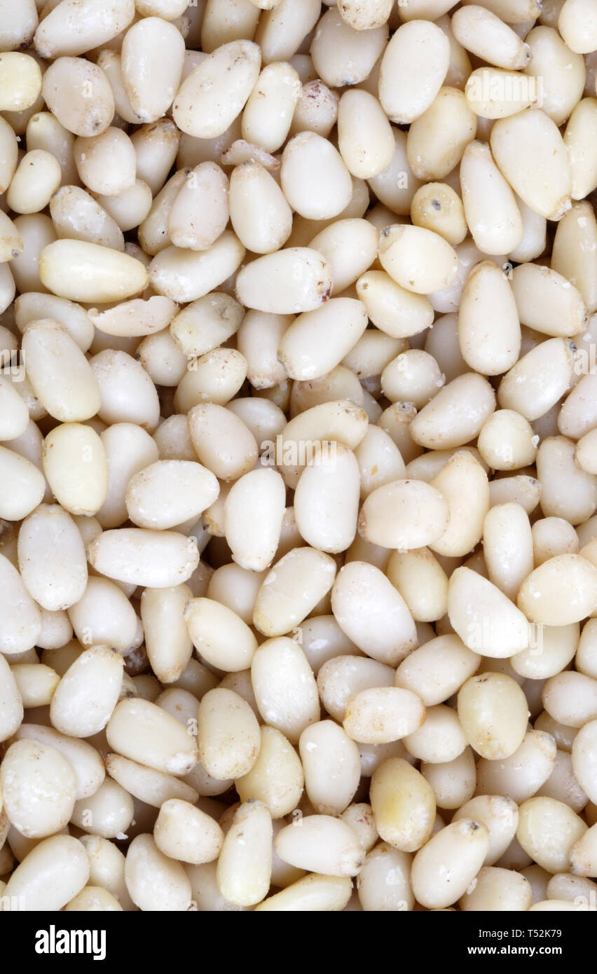 many cedar nut at day Stock Photo - Alamy