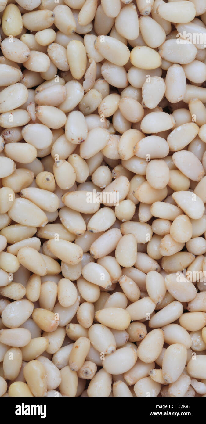many cedar nut at day Stock Photo - Alamy