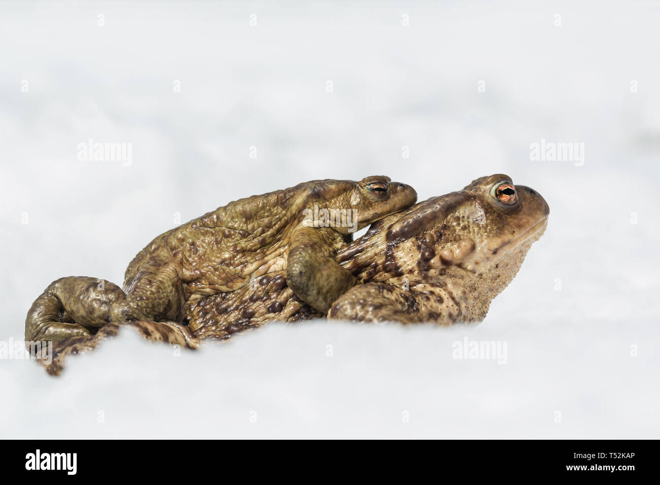 Reproduction sites hi-res stock photography and images - Alamy