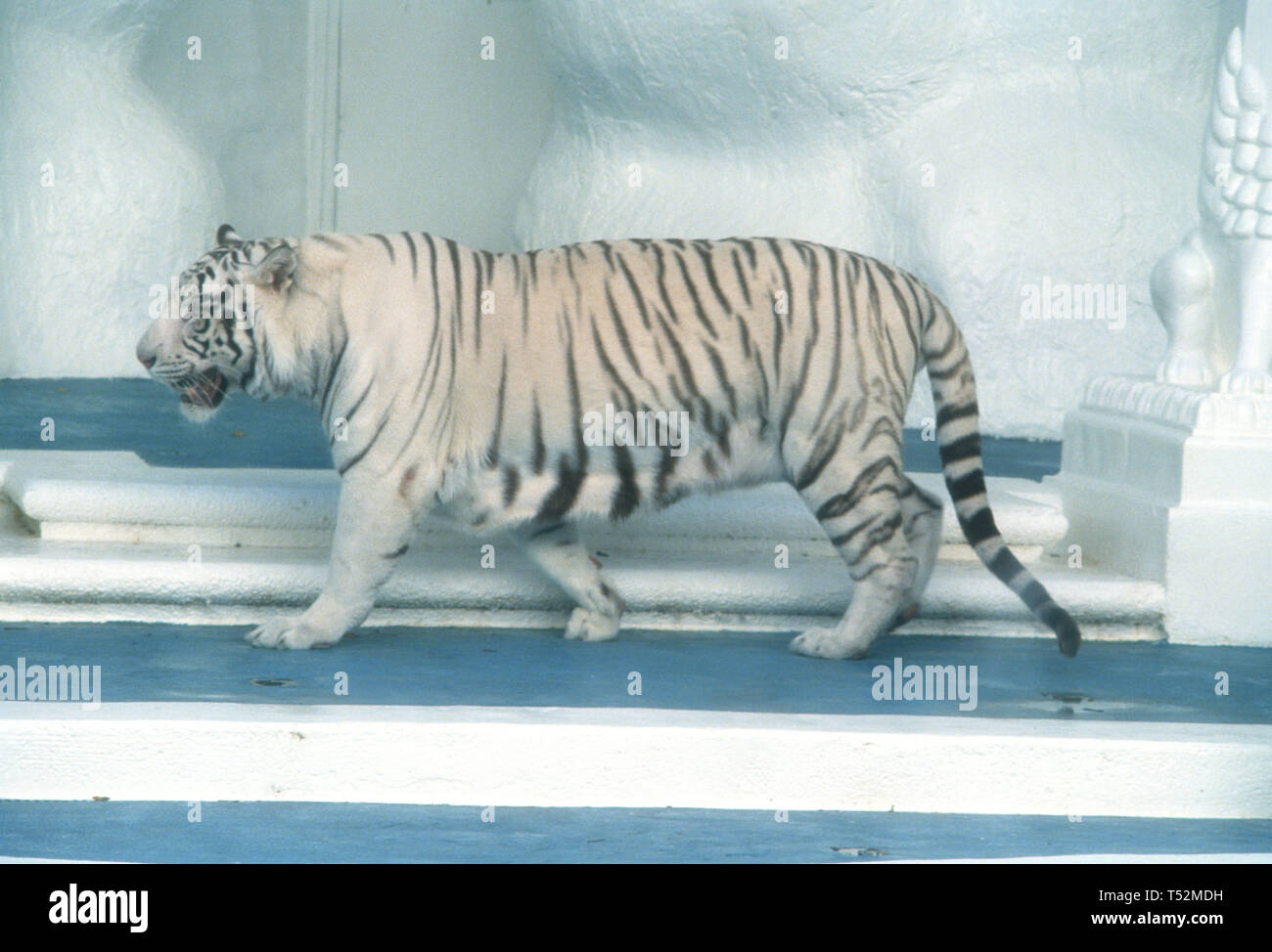 Las Vegas, Nevada, USA 25th March 1994 A Royal White Tiger of Siegfried ...