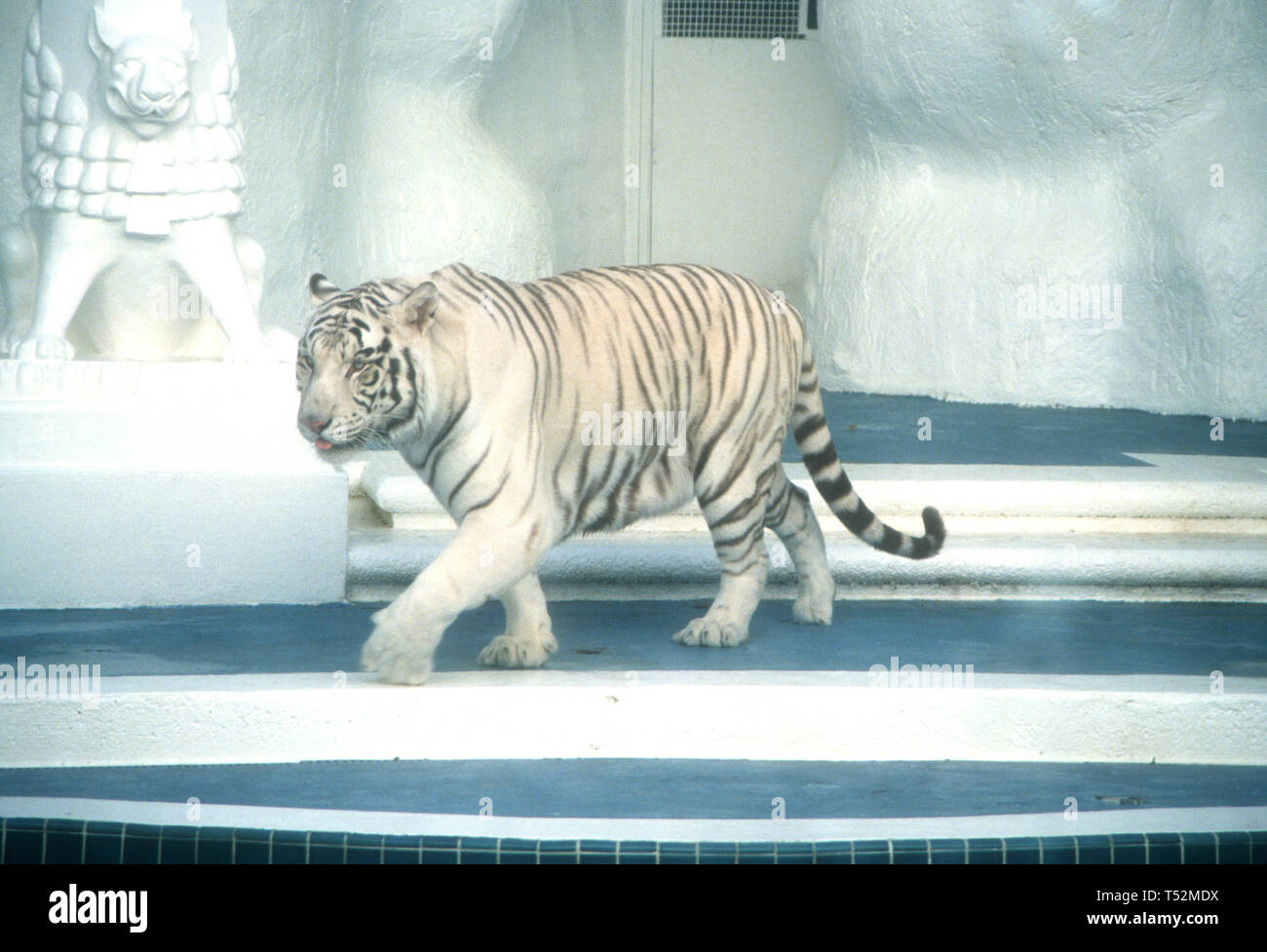 Roy white tiger hi-res stock photography and images - Alamy
