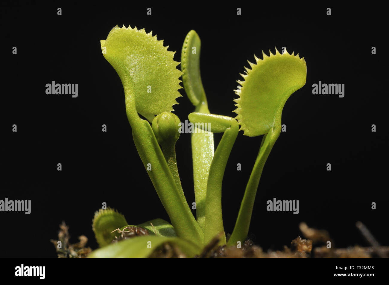 Venus flytrap, Dionaea muscipula Stock Photo - Alamy