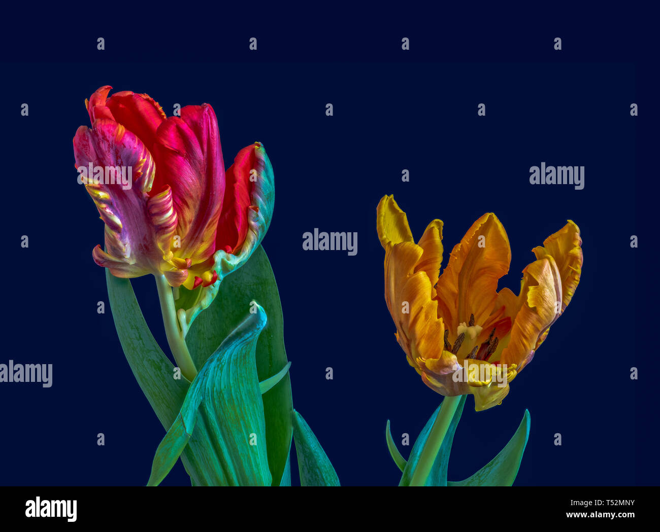 Fine art still life colorful macro of a pair of isolated yellow red ...