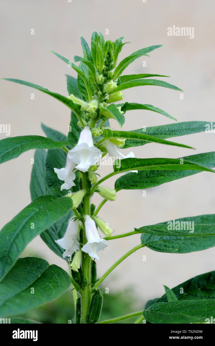 Country vegetable sesame oil hi-res stock photography and images - Alamy