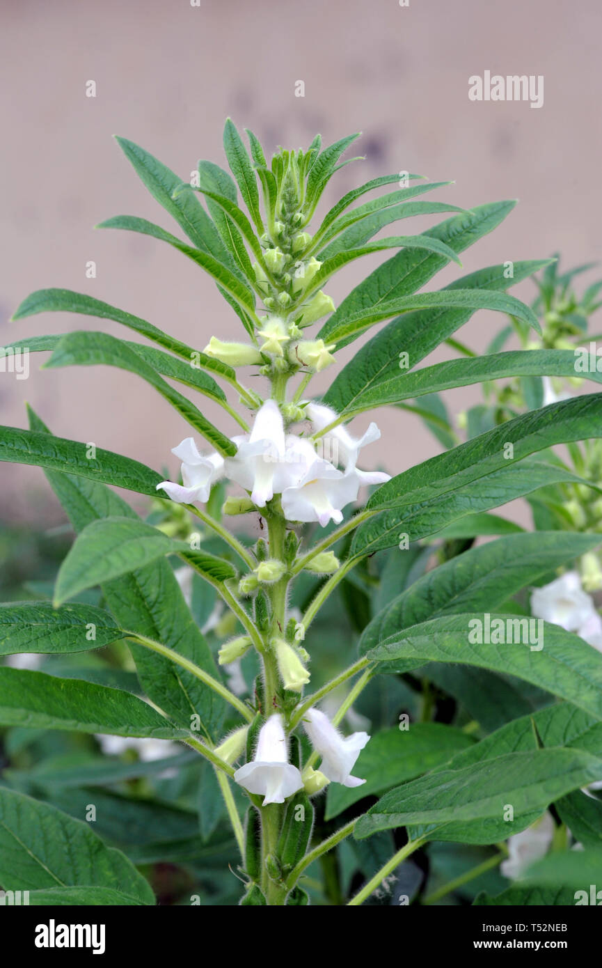 Country vegetable sesame oil hi-res stock photography and images - Alamy