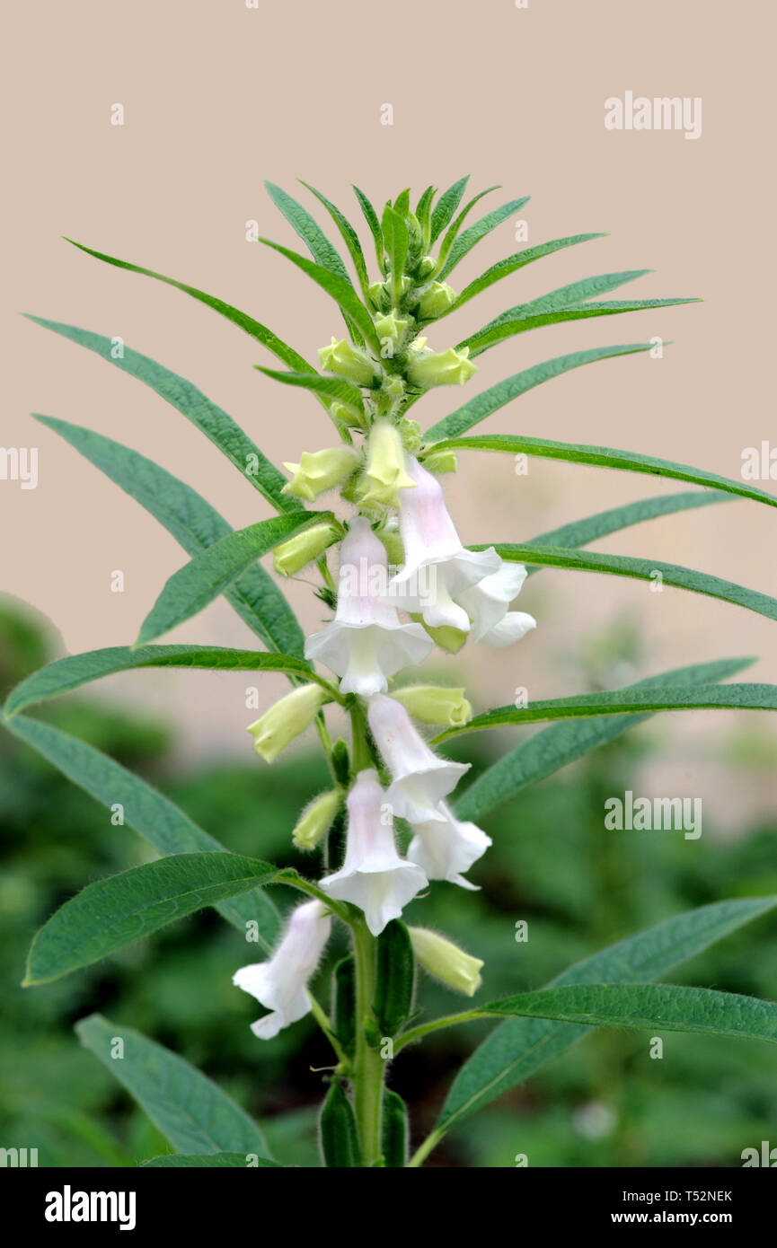 Country vegetable sesame oil hi-res stock photography and images - Alamy