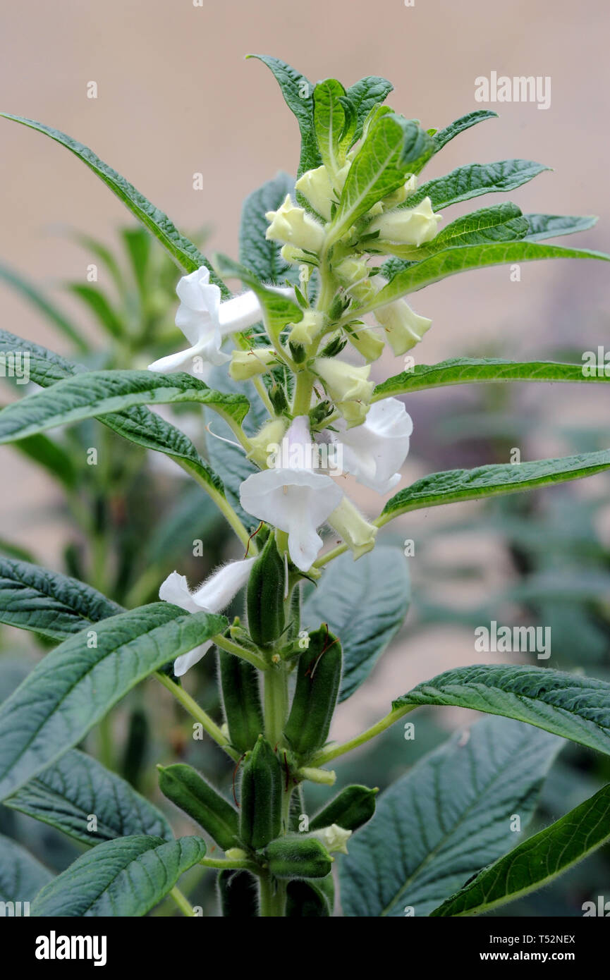 Country vegetable sesame oil hi-res stock photography and images - Alamy
