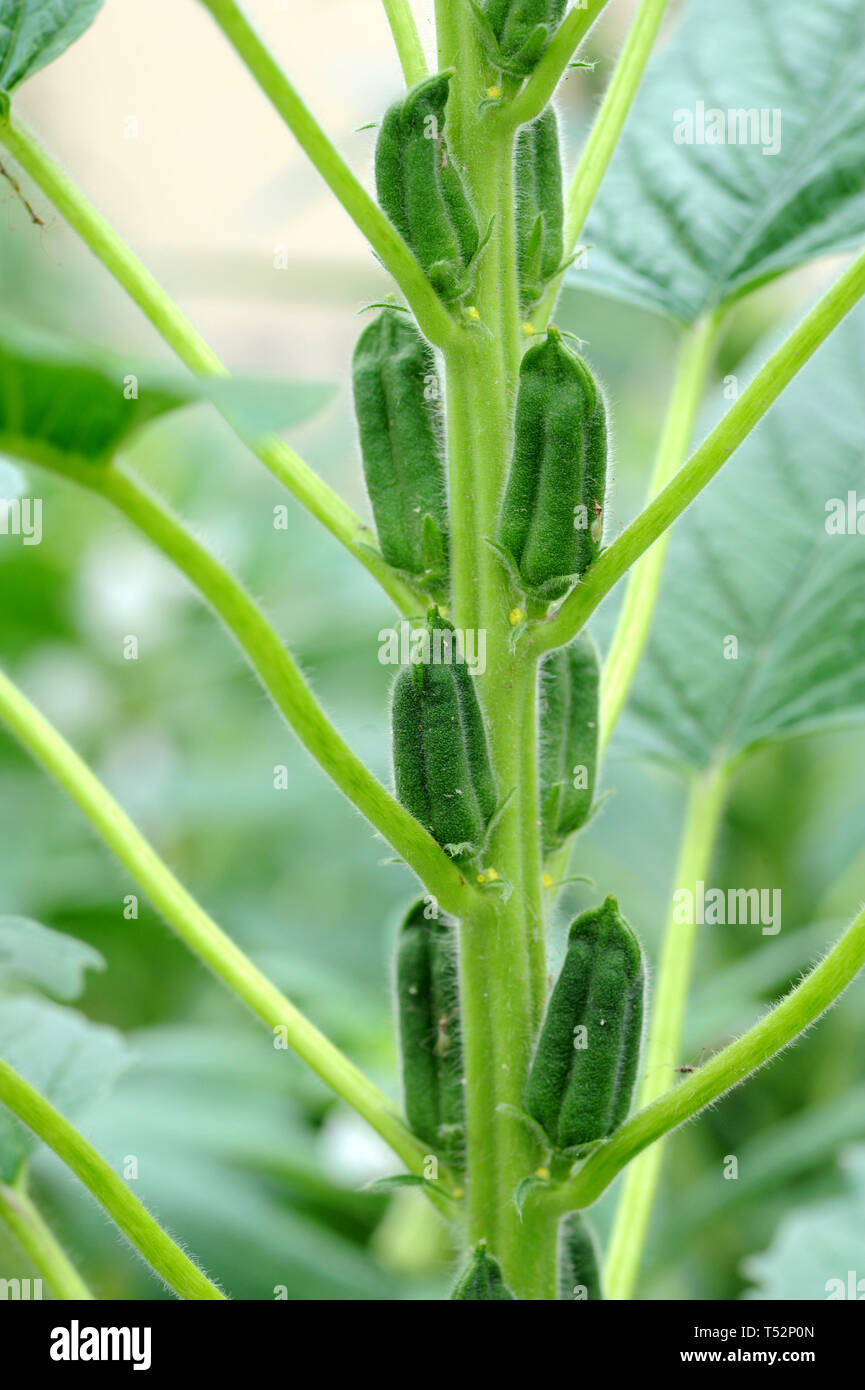 Country vegetable sesame oil hi-res stock photography and images - Alamy