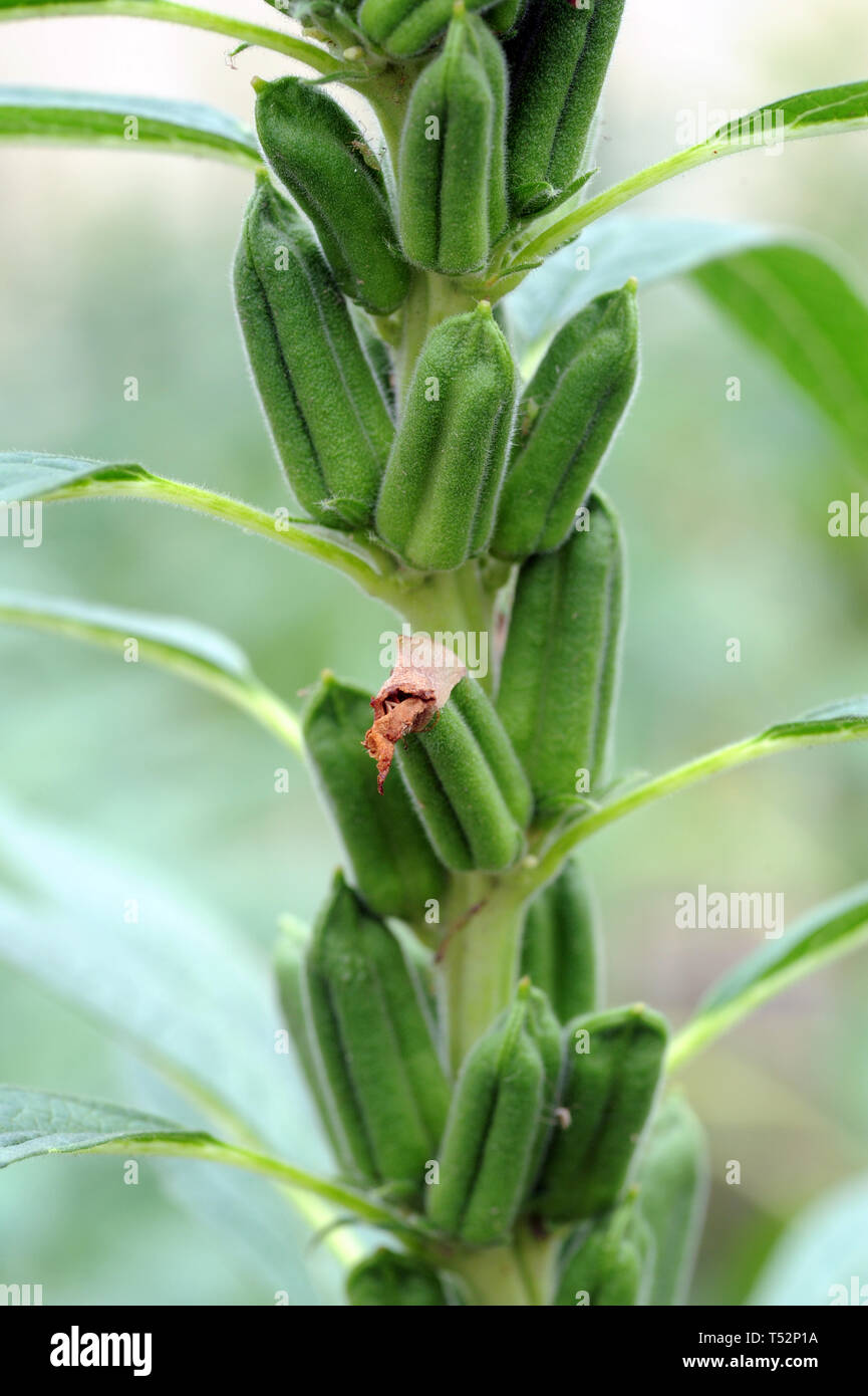 Country vegetable sesame oil hi-res stock photography and images - Alamy