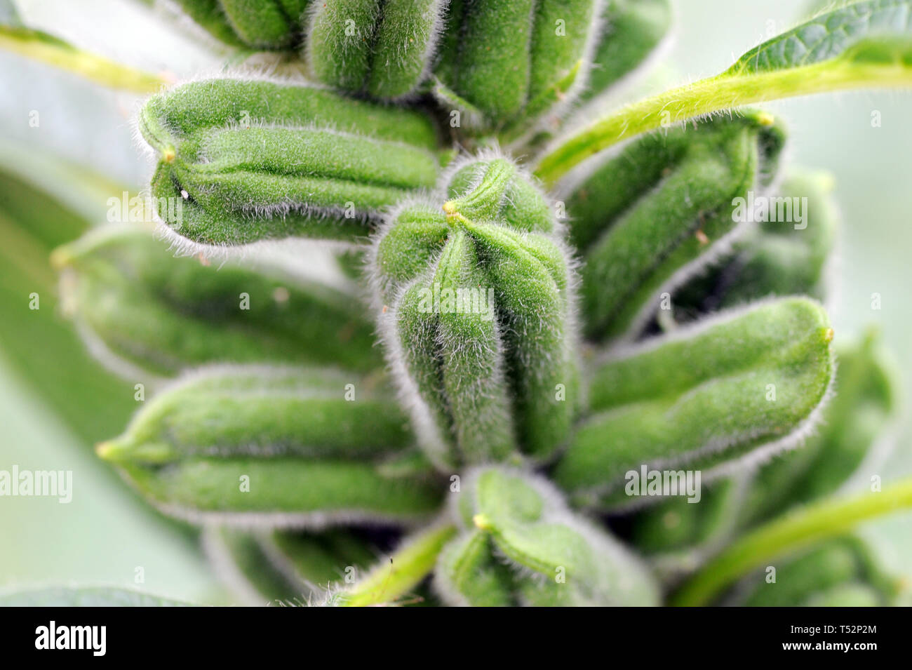 Sesame crops hi-res stock photography and images - Alamy