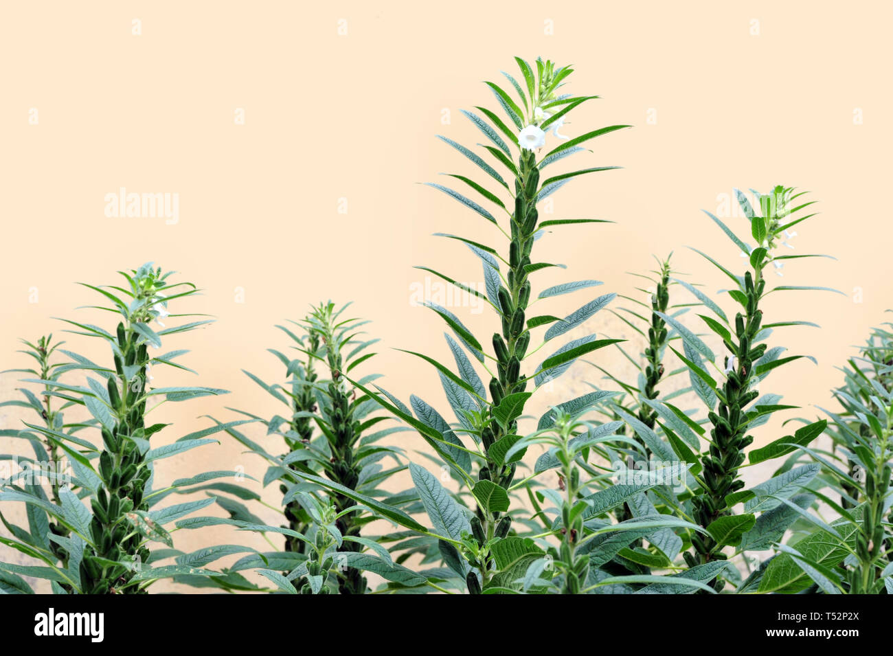 Country vegetable sesame oil hi-res stock photography and images - Alamy